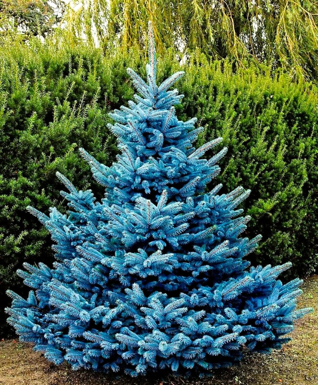20 Colorado Blue Spruce Seeds: Heirloom Bonsai Tree, Gardening Gift - Etsy