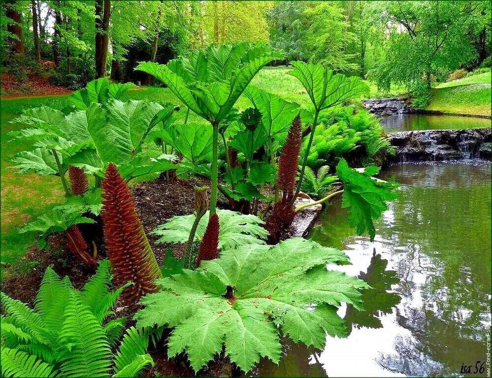 25 Gunnera Manicata Seeds "dinosaur Food" Exotic Flower Plant, Giant ...