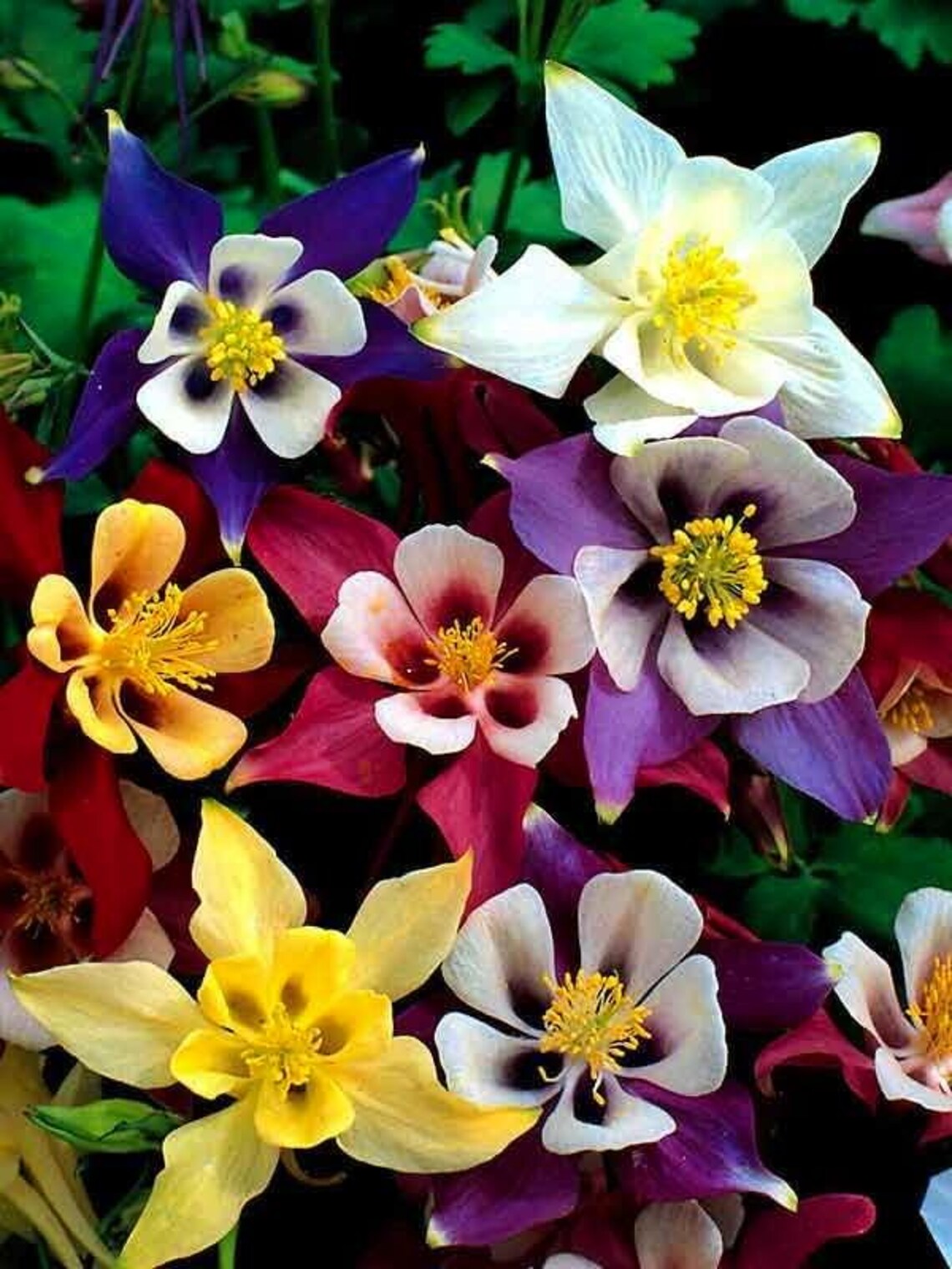 Columbine Mckana's GIANT MIX Seeds: Perennial Flower Garden - Etsy