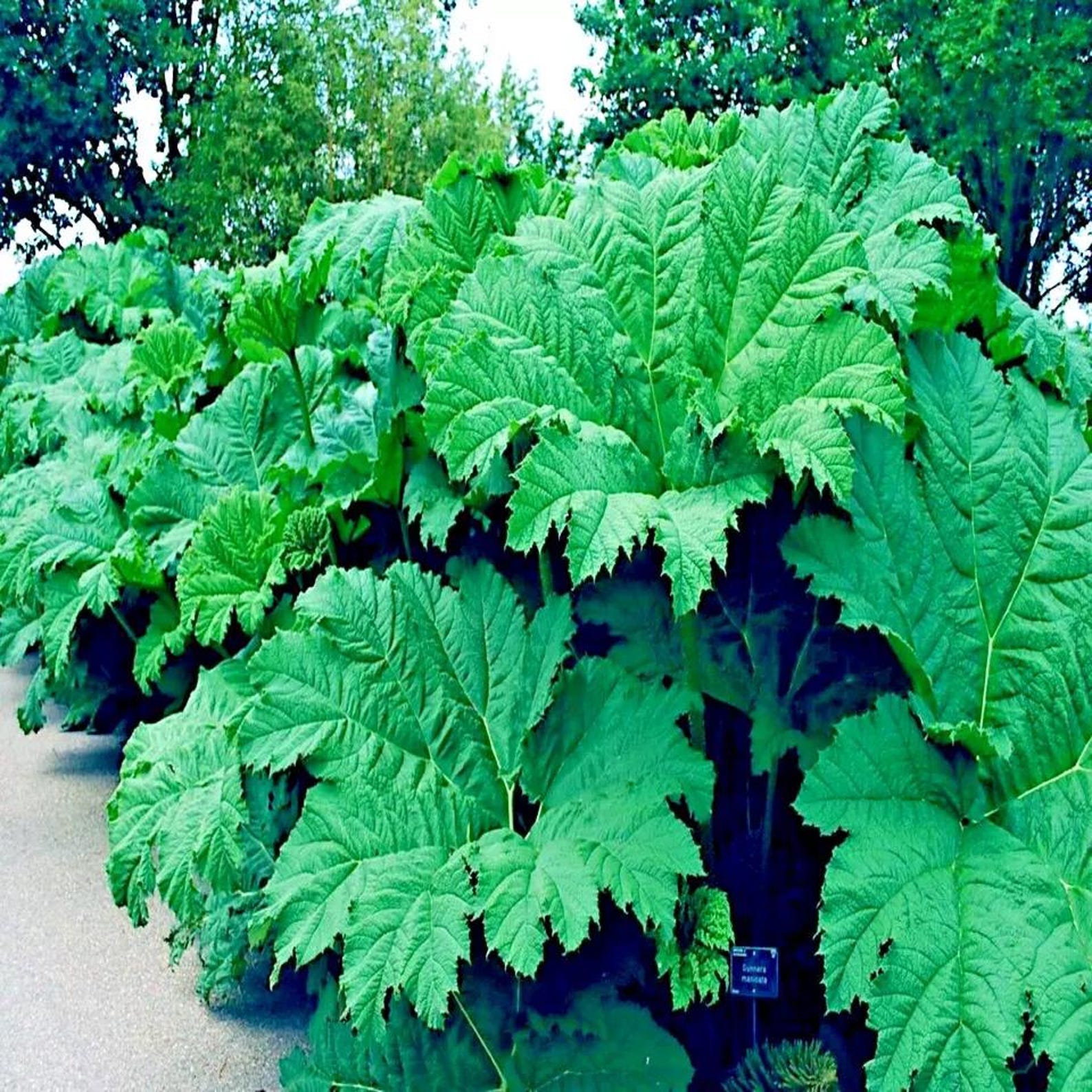 25 Gunnera Manicata Seeds "dinosaur Food" Exotic Flower Plant, Giant ...