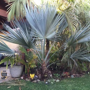 Mexican Blue Fan Palm Tree Seeds: Cold Hardy Tropical Plant - Etsy