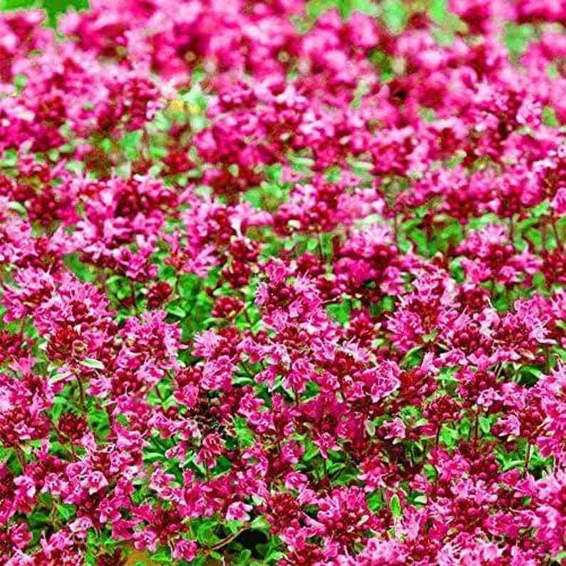 1000+ Red Creeping Thyme Seeds - Groundcover Planting Seeds, Non-gmo, Fresh Harvest, Home Garden ...