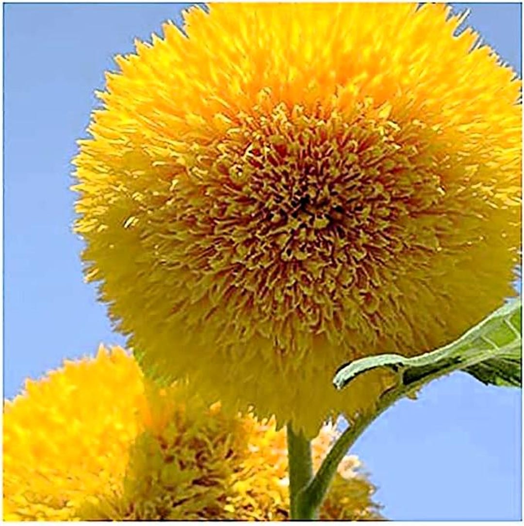 50+ Dwarf Sun Gold Sunflower Seeds "teddy Bear", Annual Flower Garden ...