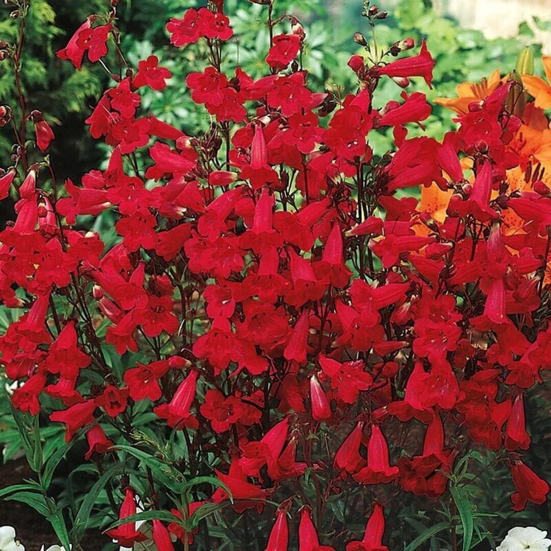 Red Beardtongue Seeds: Hummingbird Friendly Perennial (200 Seeds Pack ...