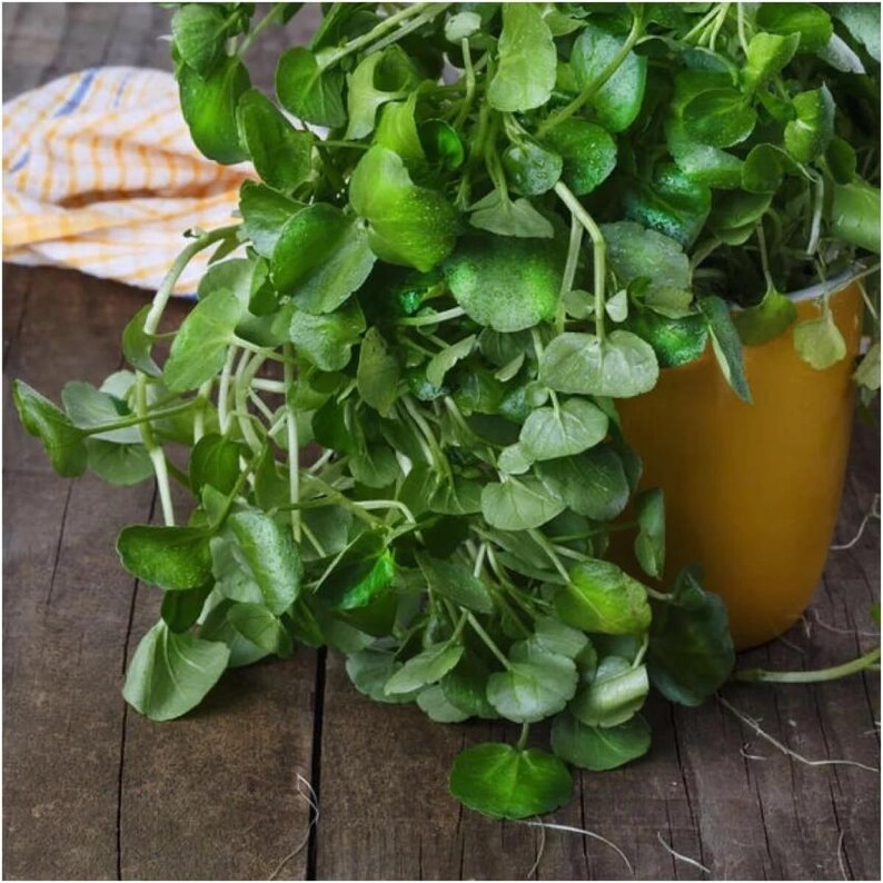 Watercress Seeds: Heirloom, Non-gmo, Organic Cress - 250+ Seeds - Etsy