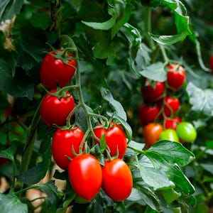Organic Rosso Sicilian Tomato Seeds, Heirloom Variety, Non-gmo ...