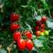 Organic Rosso Sicilian Tomato Seeds, Heirloom Variety, Non-gmo ...