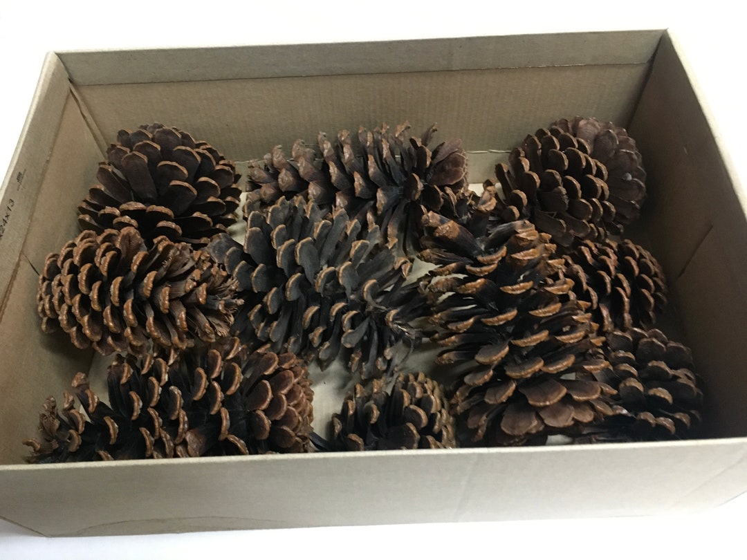 Ten Pinecones in A Box Nature Made for Holiday Gift Toppers, Crafts ...