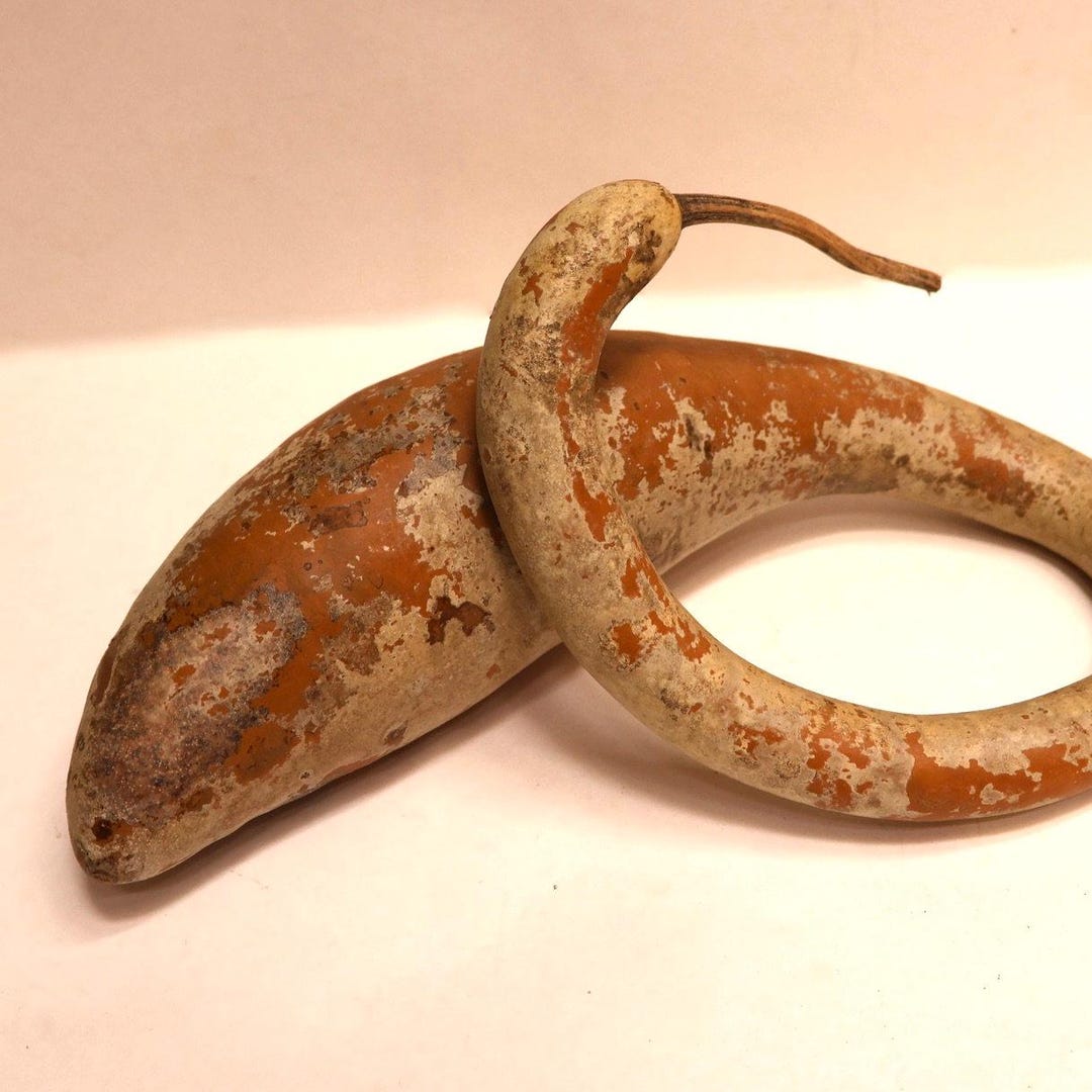 Unique Gourd Raw for Birdhouses Decorations Art & Ancient Ways Vessels ...