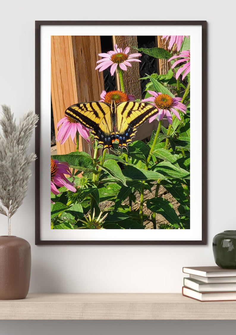Monarch Butterfly on Cone Flowers - Etsy