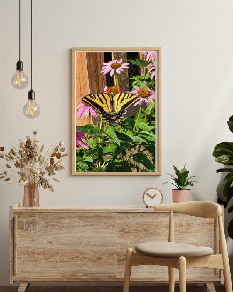Monarch Butterfly on Cone Flowers - Etsy