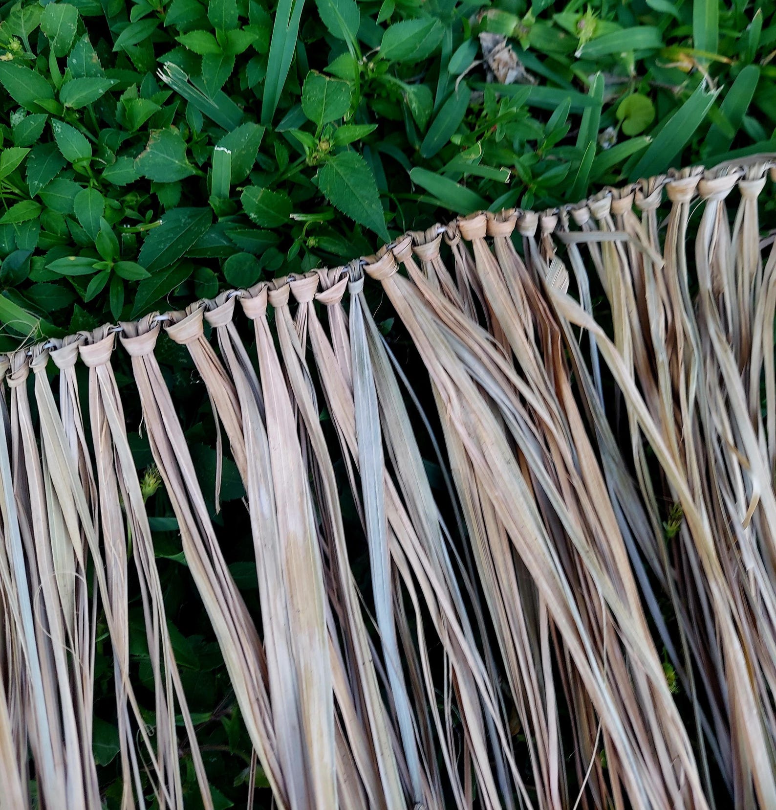 Mariwo 100% Palm Leaves 30" for Batea Ogun Shango Batea Igbodu Iyawo ...