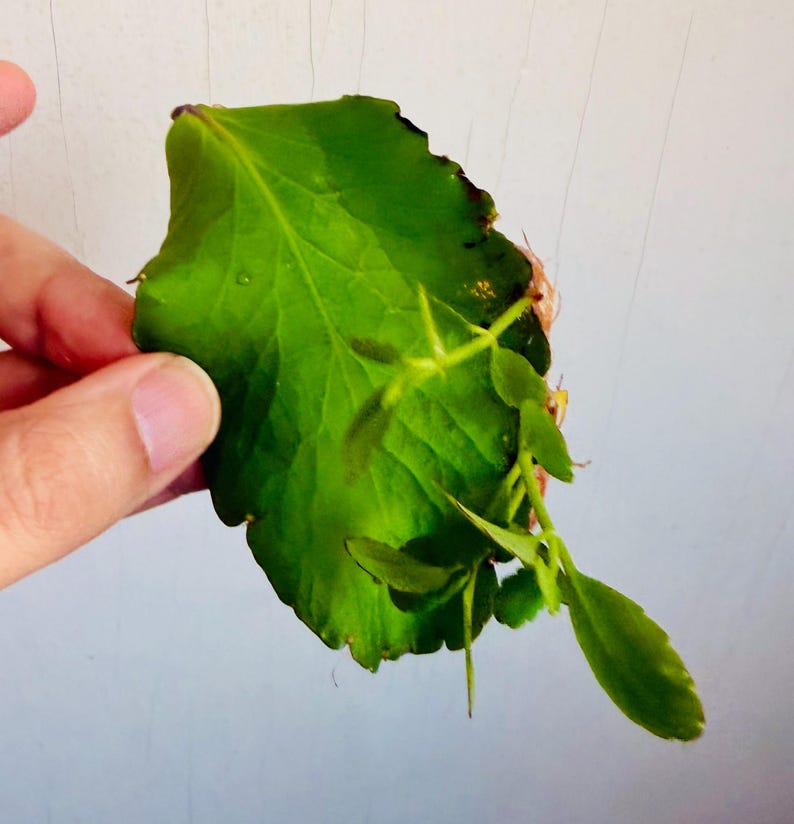 Ewe Odundun Prodigiosa Plant Live Rooted Cutting Lucumi Yoruba Sacred ...