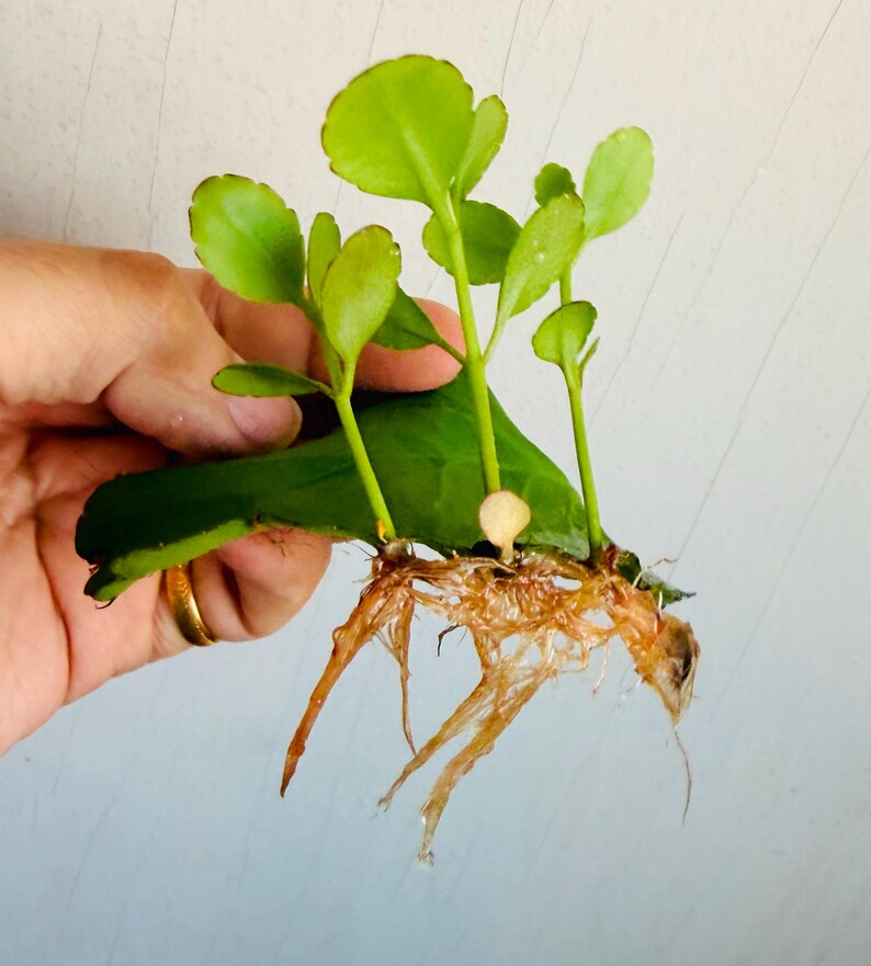 Ewe Odundun Prodigiosa Plant Live Rooted Cutting Lucumi Yoruba Sacred ...
