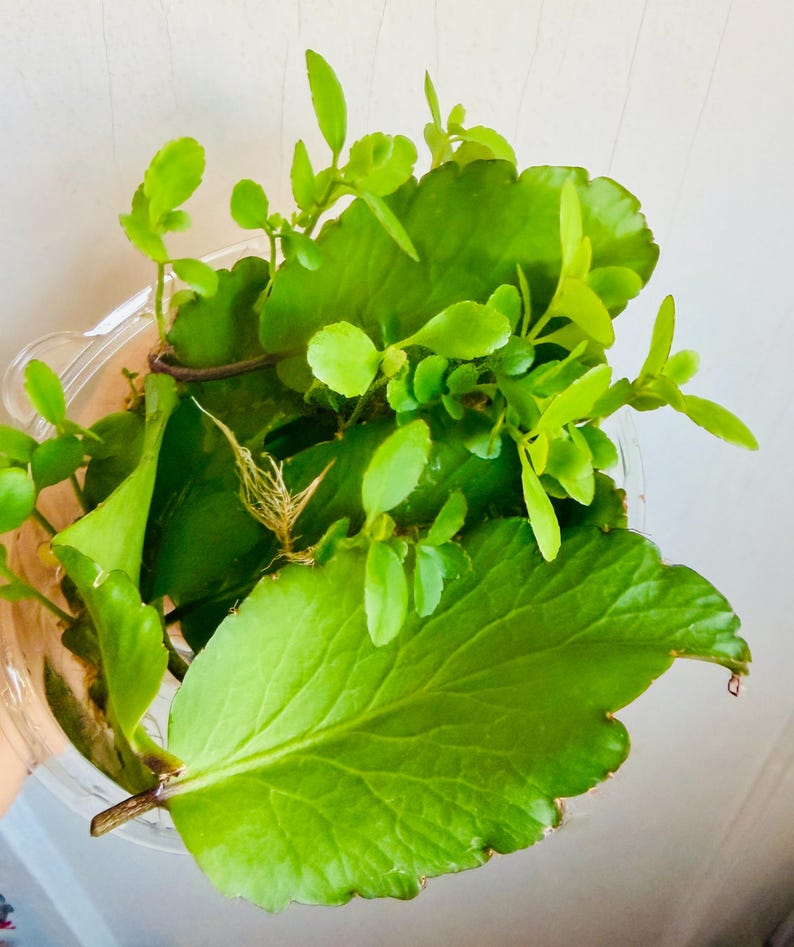 Ewe Odundun Prodigiosa Plant Live Rooted Cutting Lucumi Yoruba Sacred ...