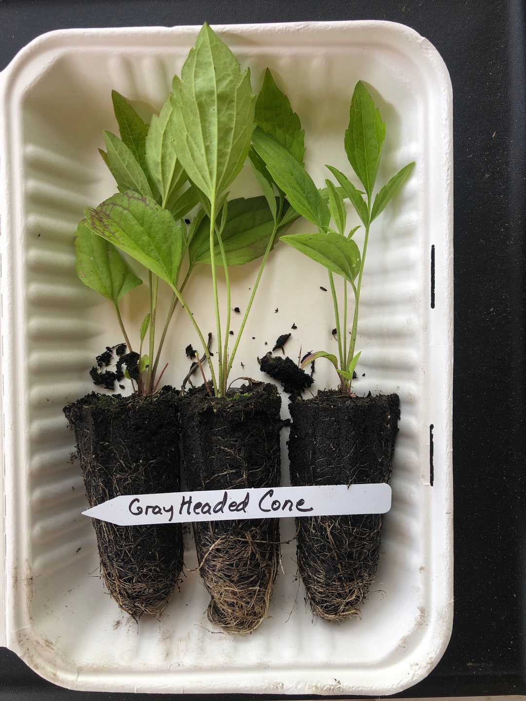 Gray-headed Coneflower Ratibida Pinnata Three Well Rooted Plugs Large ...