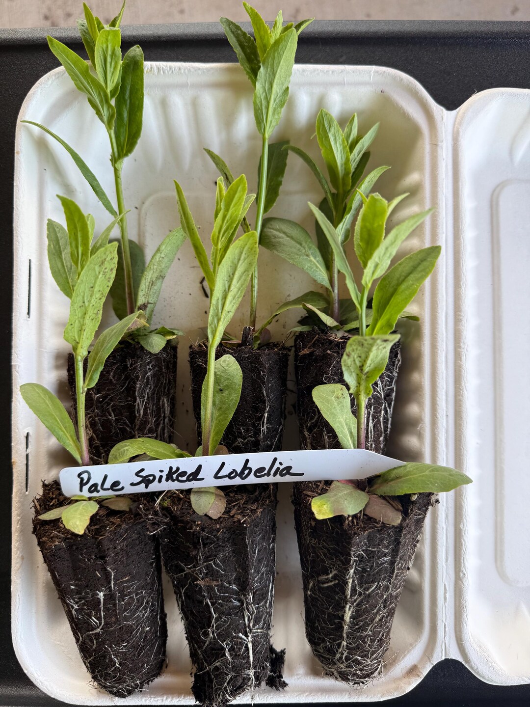 Pale Spiked Lobelia Live Plugs (6-pack): Native Wildflower, Zones 4-9 ...
