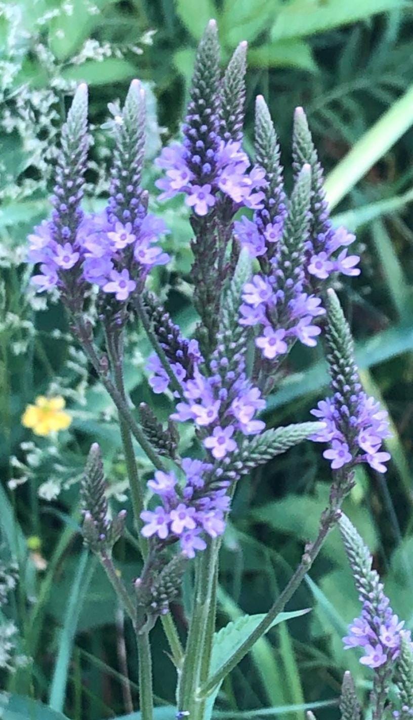 Blue Vervain (verbena Hastata) Seeds| Native Wildflower Seeds| Nice Cut ...