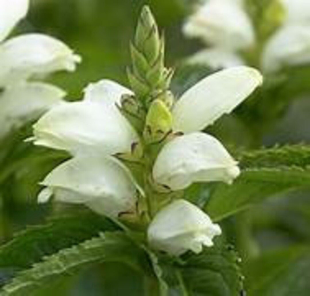 Turtlehead Wildflower Chelone Glabra White Tubular Perennial Wildflower ...