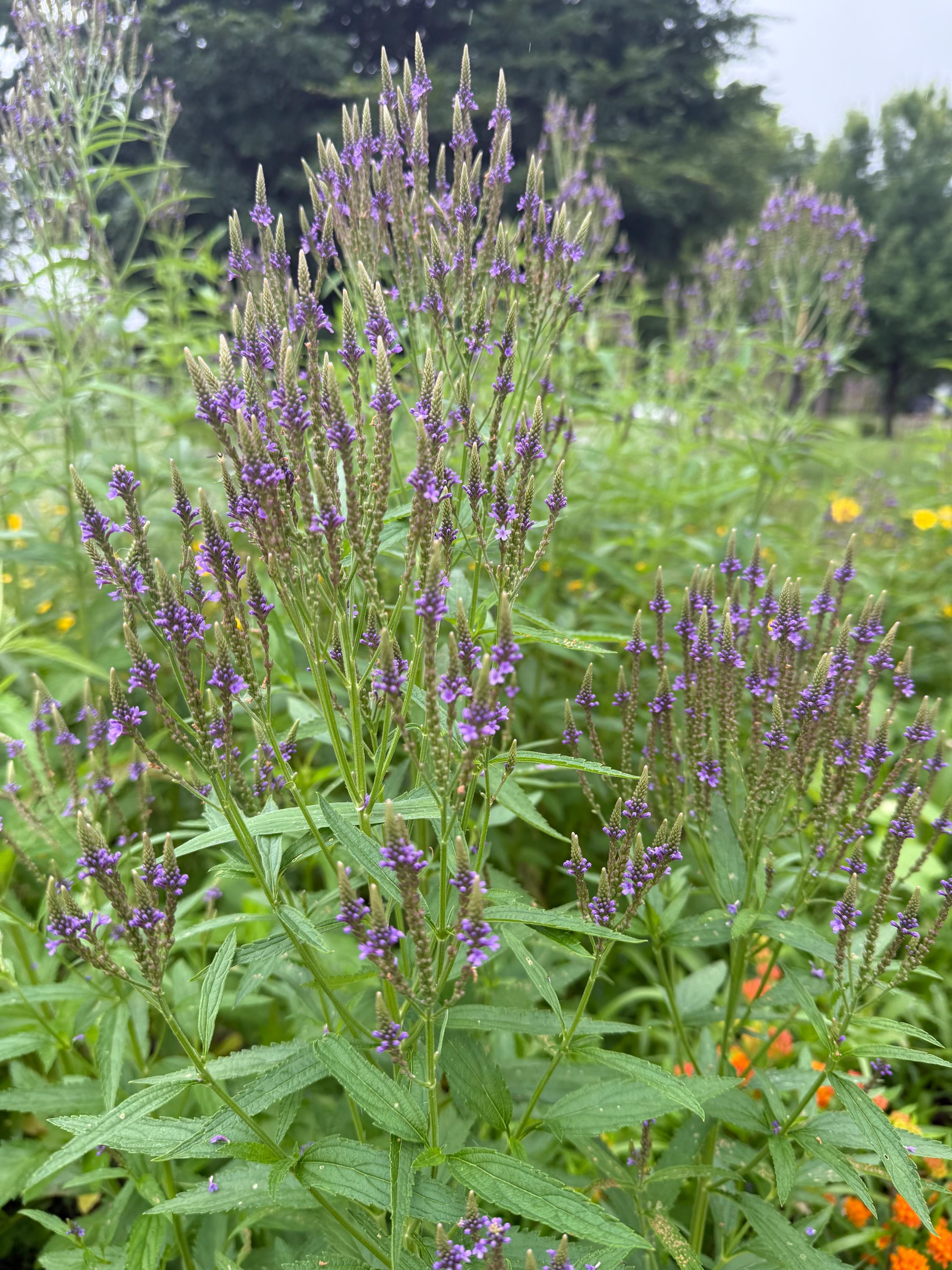 Blue Vervain (verbena Hastata) Seeds| Native Wildflower Seeds| Nice Cut ...
