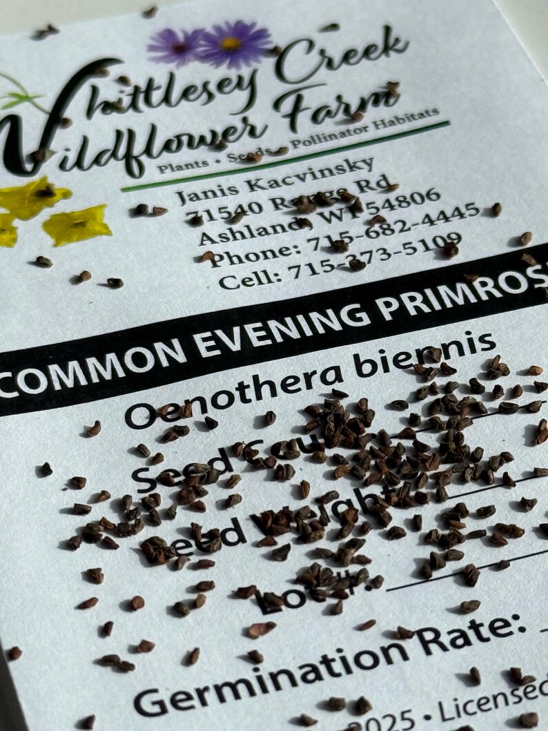 Common Evening Primrose Seeds: Midwest Native Wildflower, Lemon Scented ...