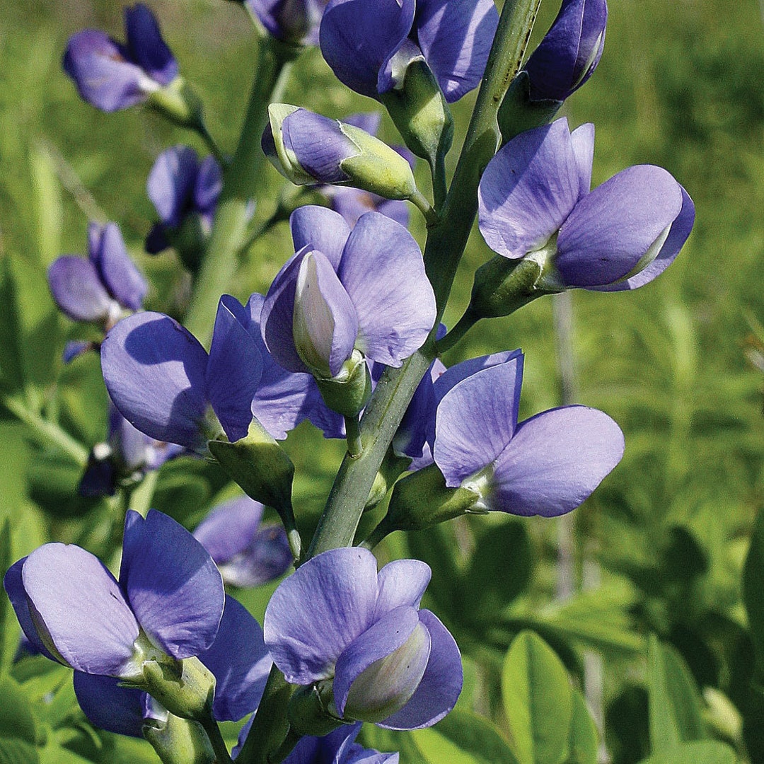 Wild Indigo Baptisia Australis Pack of 3 Live Plugs Purple Pea-like ...