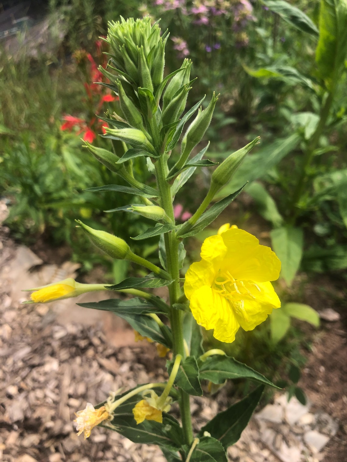 Common Evening Primrose Seeds: Midwest Native Wildflower, Lemon Scented ...