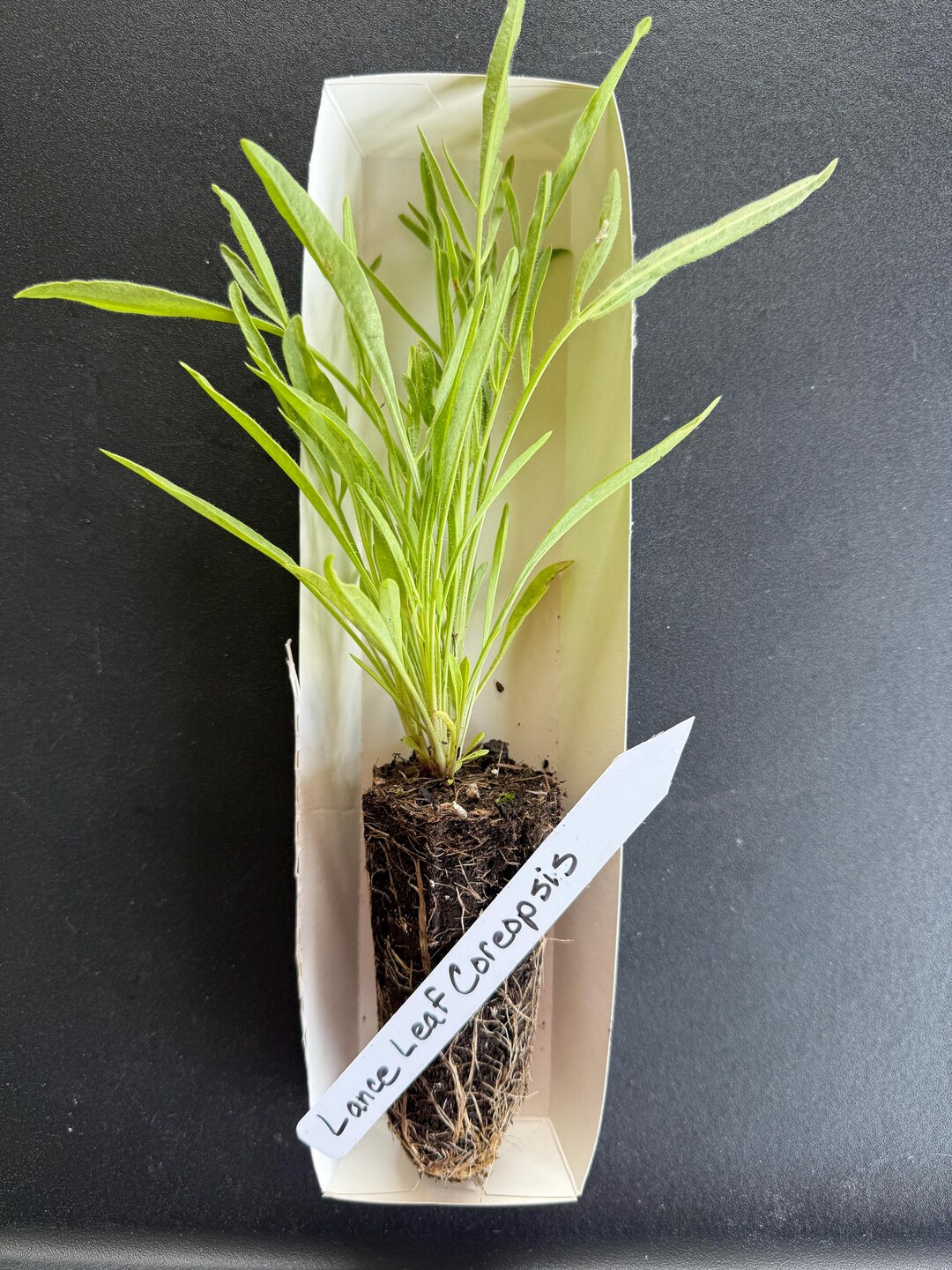 One Lance Leaf Coreopsis (coreopsis Lanceolata) Live Plug| Native ...