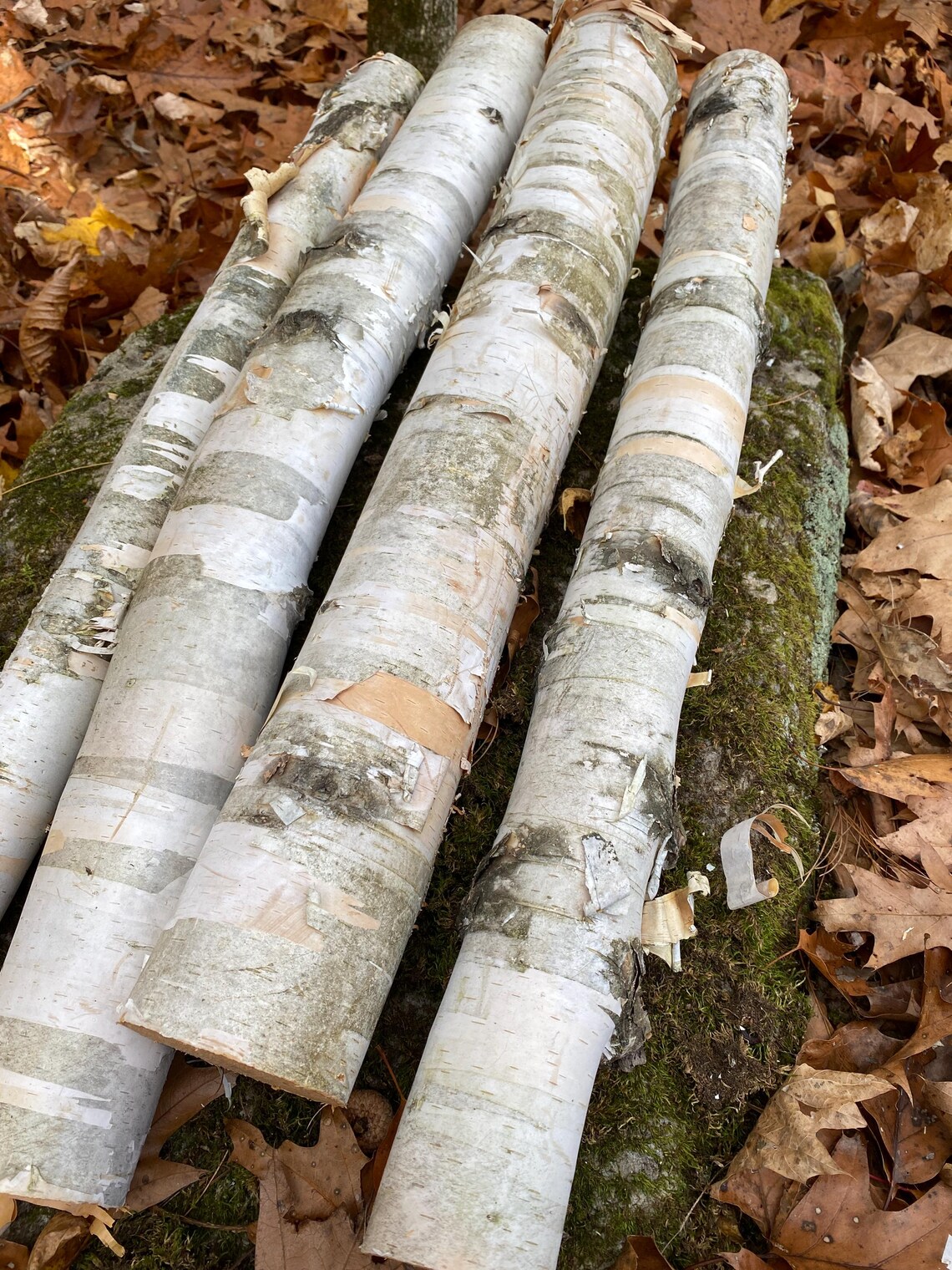 Sustainably Harvested White Birch Logs – Set of 4 (20–24” Long, 1.5–3 ...