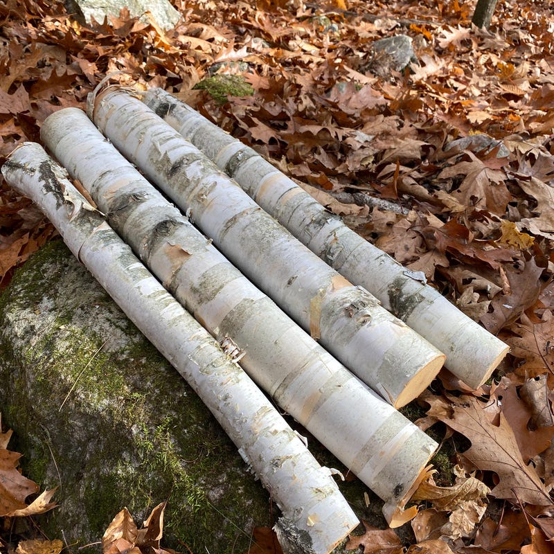White Birch Logs - Etsy