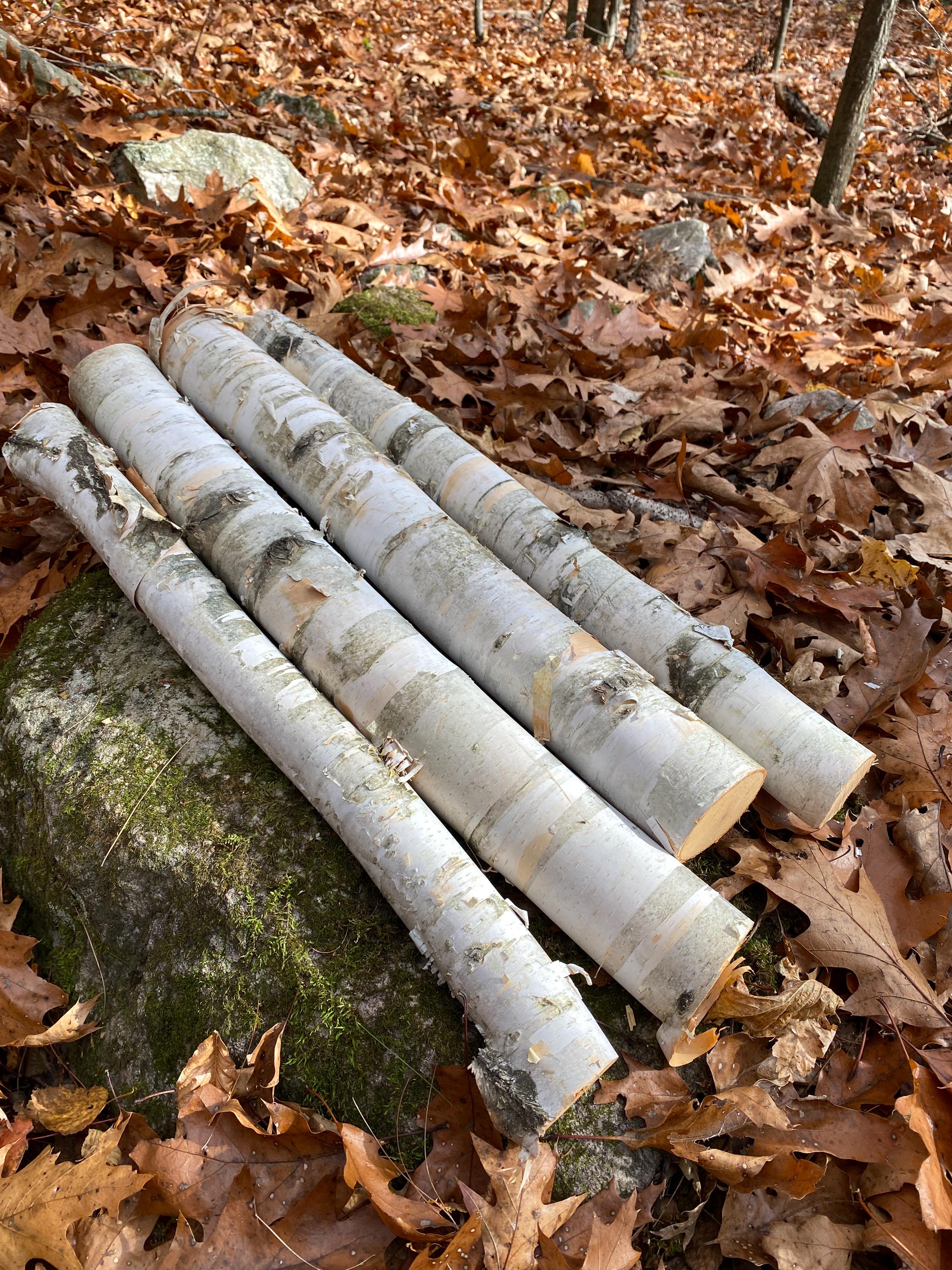 Sustainably Harvested White Birch Logs – Set of 4 (20–24” Long, 1.5–3 ...