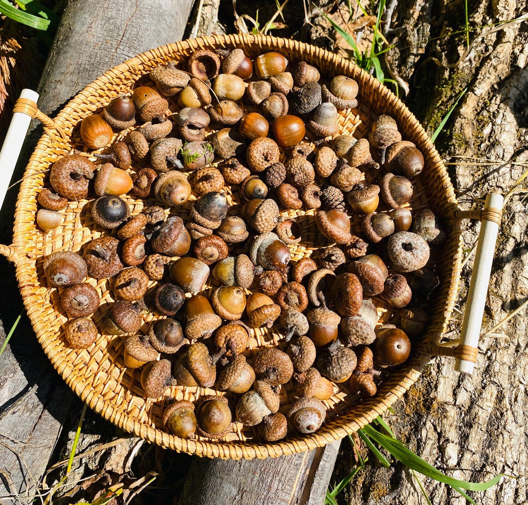 Northern Red Oak Acorns - Etsy