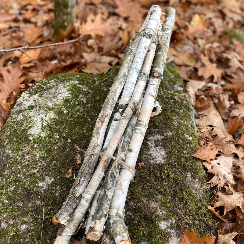 Birch Poles - Etsy