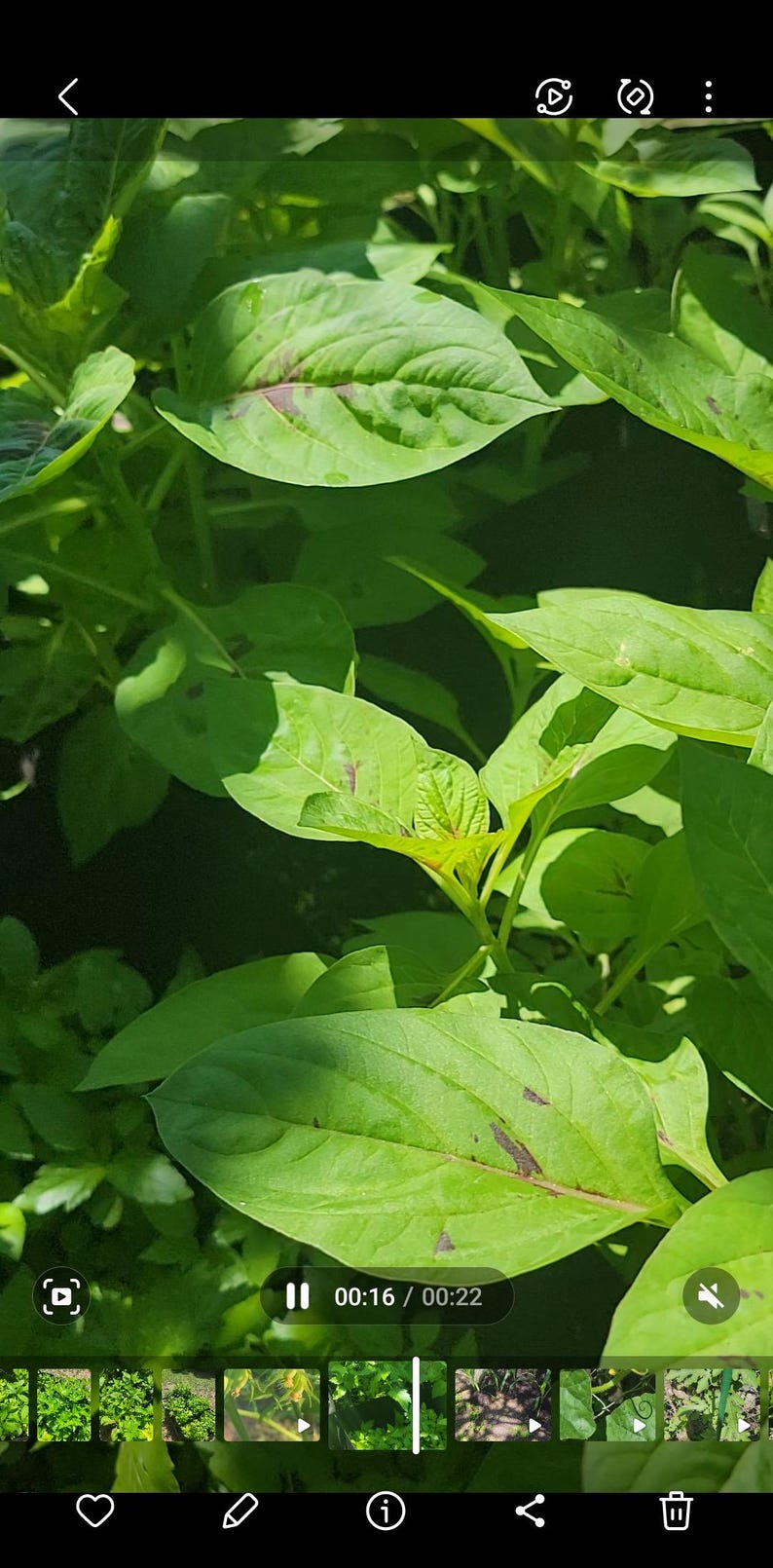 Organic Efo Shoko Seeds | Nigerian Spinach, Heirloom Variety - Etsy