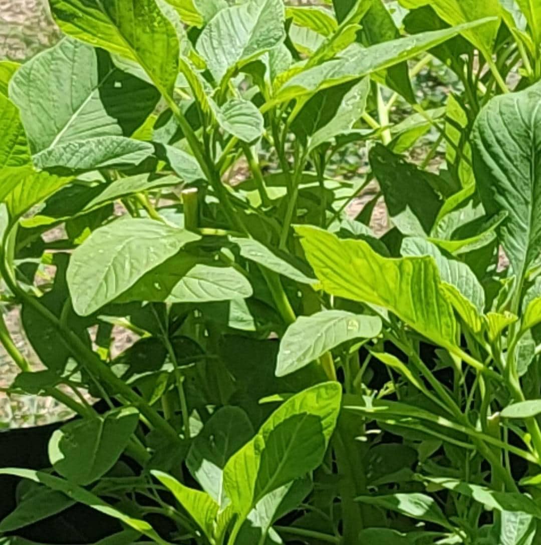 Lagos Spinach Seeds | Efo Tete | Green Amaranth | Pack of 200 Seeds - Etsy