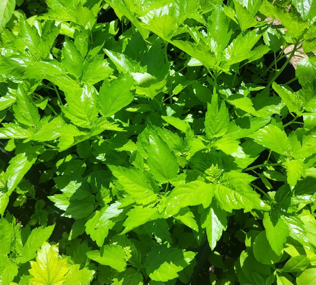 Ewedu Seeds (jute Leaves). Pack of 150 Seeds - Etsy