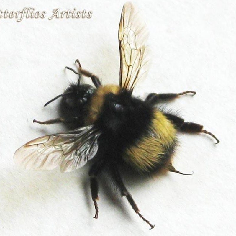 Bee in the Buff - Etsy