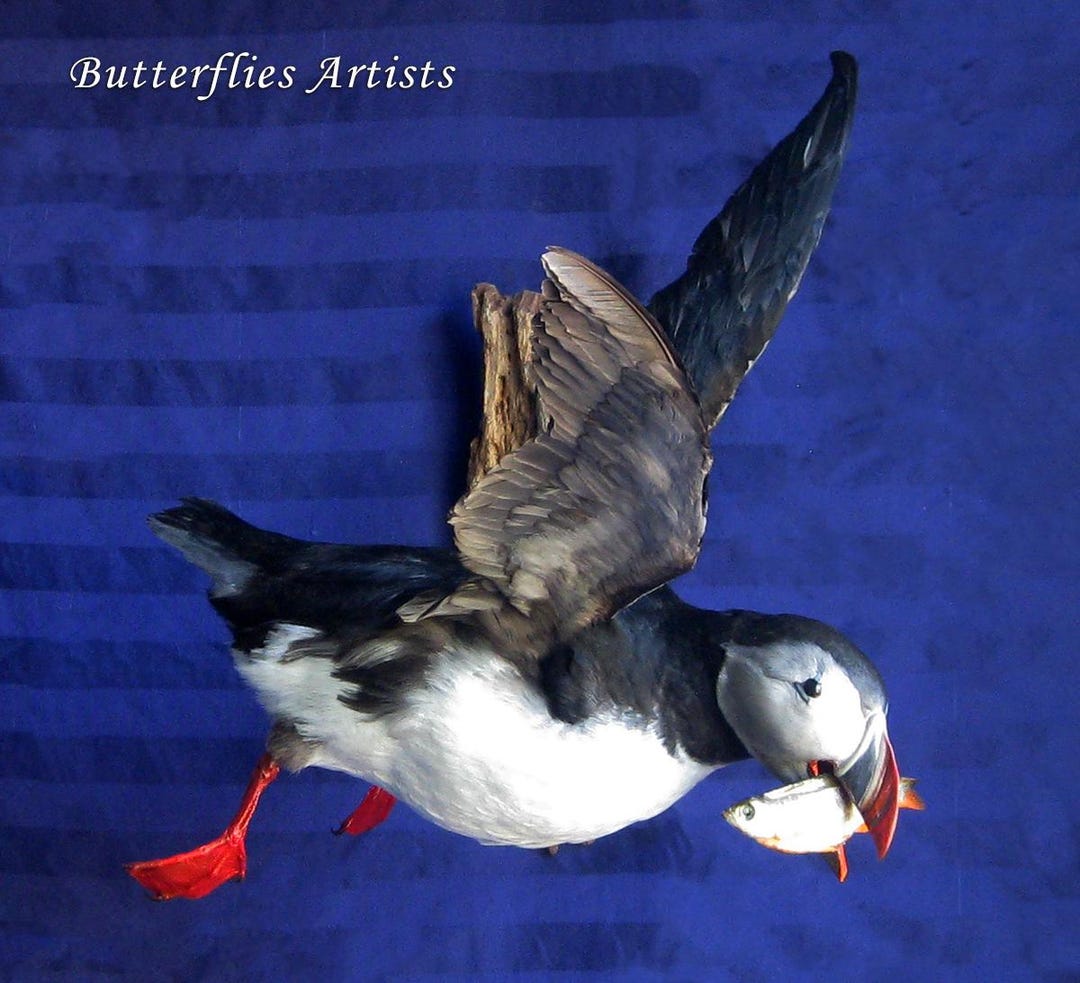 Flying Atlantic Puffin Catch Fish Stuffed Bird Taxidermy Scientific ...