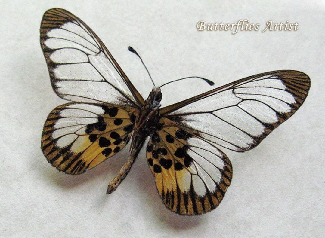 African Glasswing Acraea Real Butterfly Framed Entomology Collectible ...