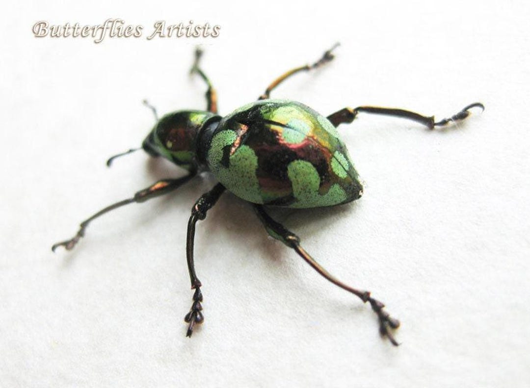 Weevil Mania Pachyrhynchus Apoensis Real Beetle Entomology Collectible ...