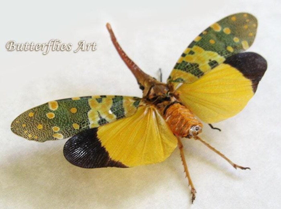 Green Yellow Pyrops Candelaria Real Lanternfly Entomology Collectible ...