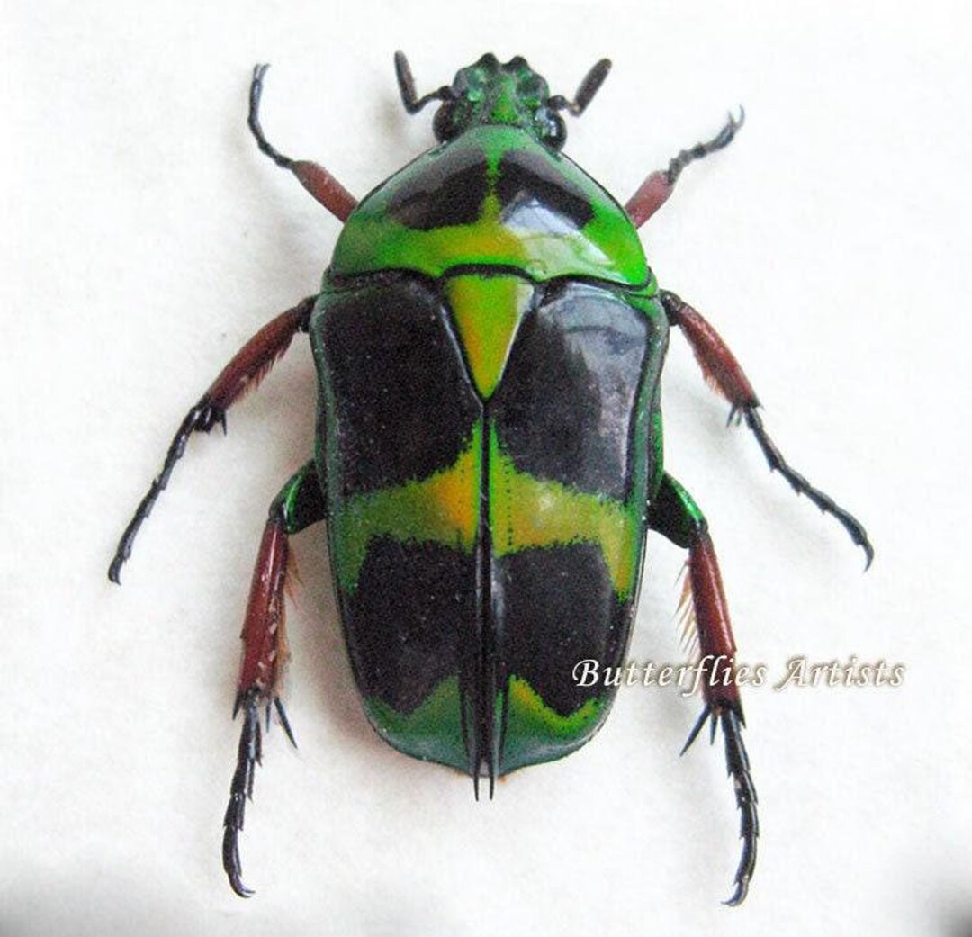 Green Orange Heterorrhina Macleayi Real Scarab Beetle Framed Entomology ...