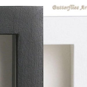 Rare Yellow Kite Tail Swallowtail Eurytides Calliste Butterfly Framed ...