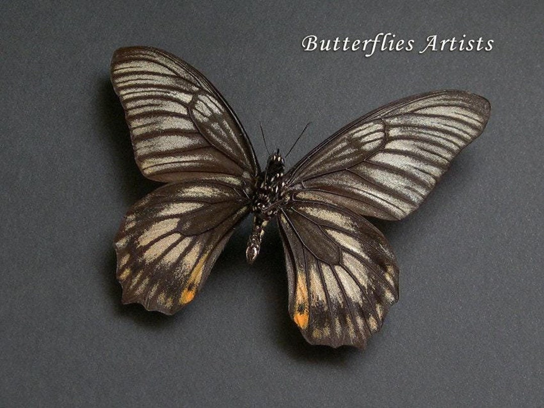 Gothic Looking Papilio Chilasa Veiovis Real Butterfly Framed Entomology ...