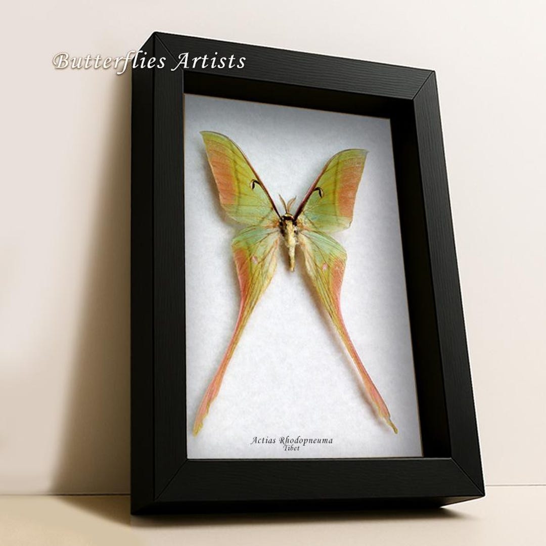 Large Pink Spirit Moth Actias Rhodopneuma Rare Real Framed Entomology ...
