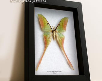 Actias Rhodopneuma Pink Spirit Moth Actias Rhodopneuma Framed ...