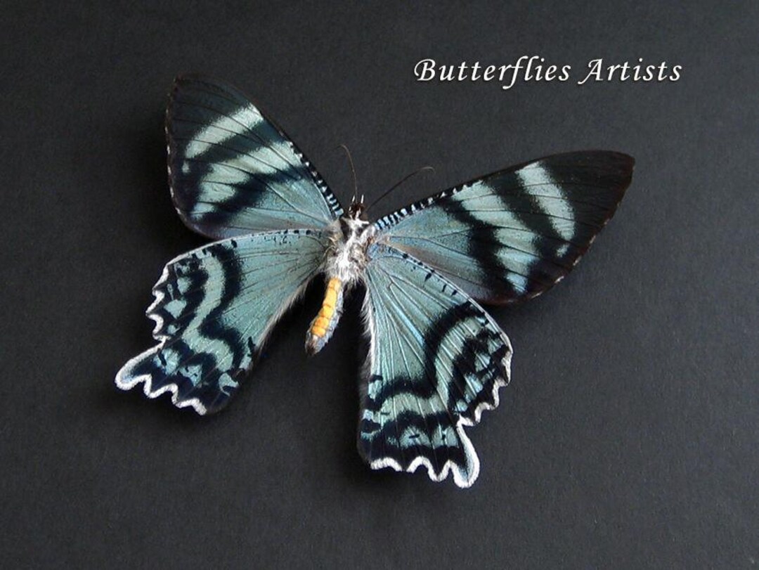 Green Blue Teal Real Alcides Orontes Day-flying Moth Framed Entomology ...