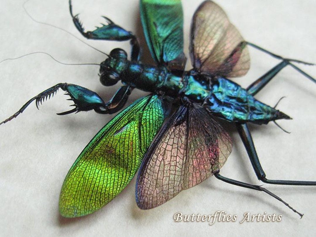 Rare Praying Mantis Metallic Metallyticus Splendidus Female Framed ...