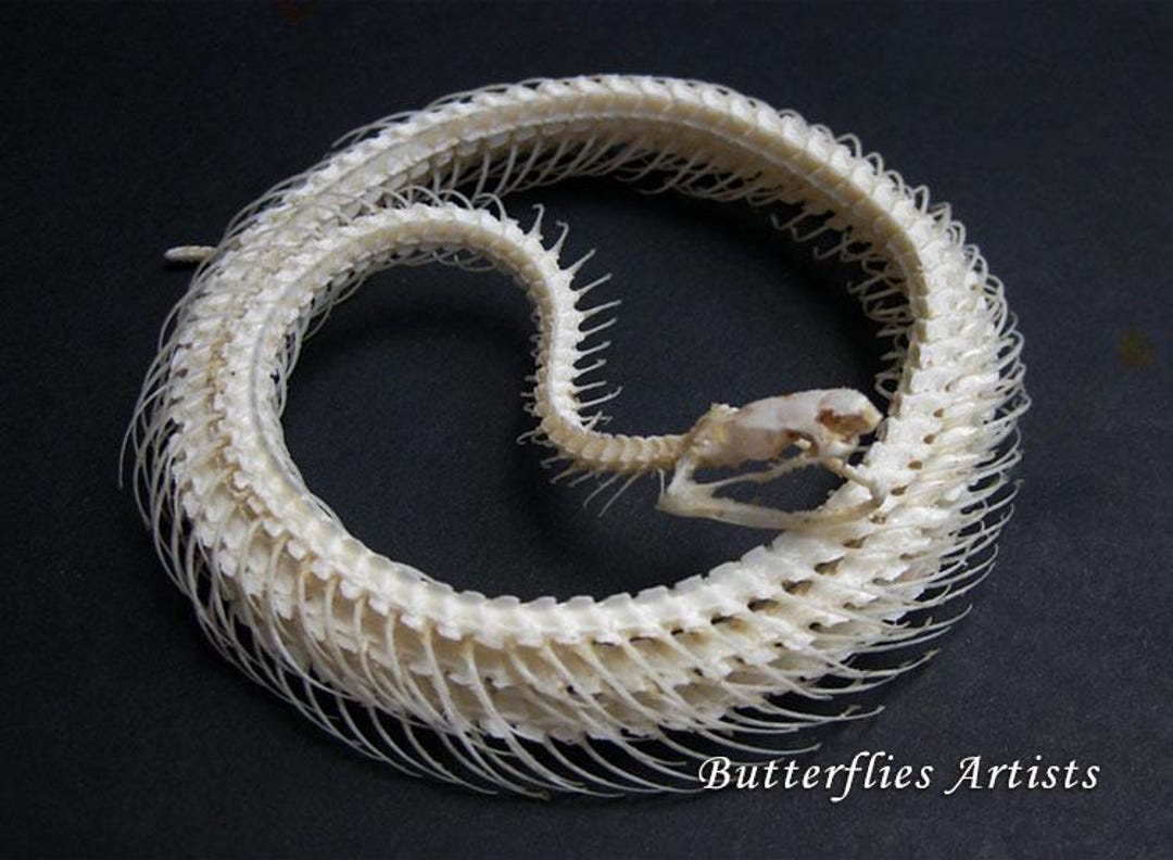 Real Snake Skeleton Coelognathus Radiatu Taxidermy Framed Collectible ...