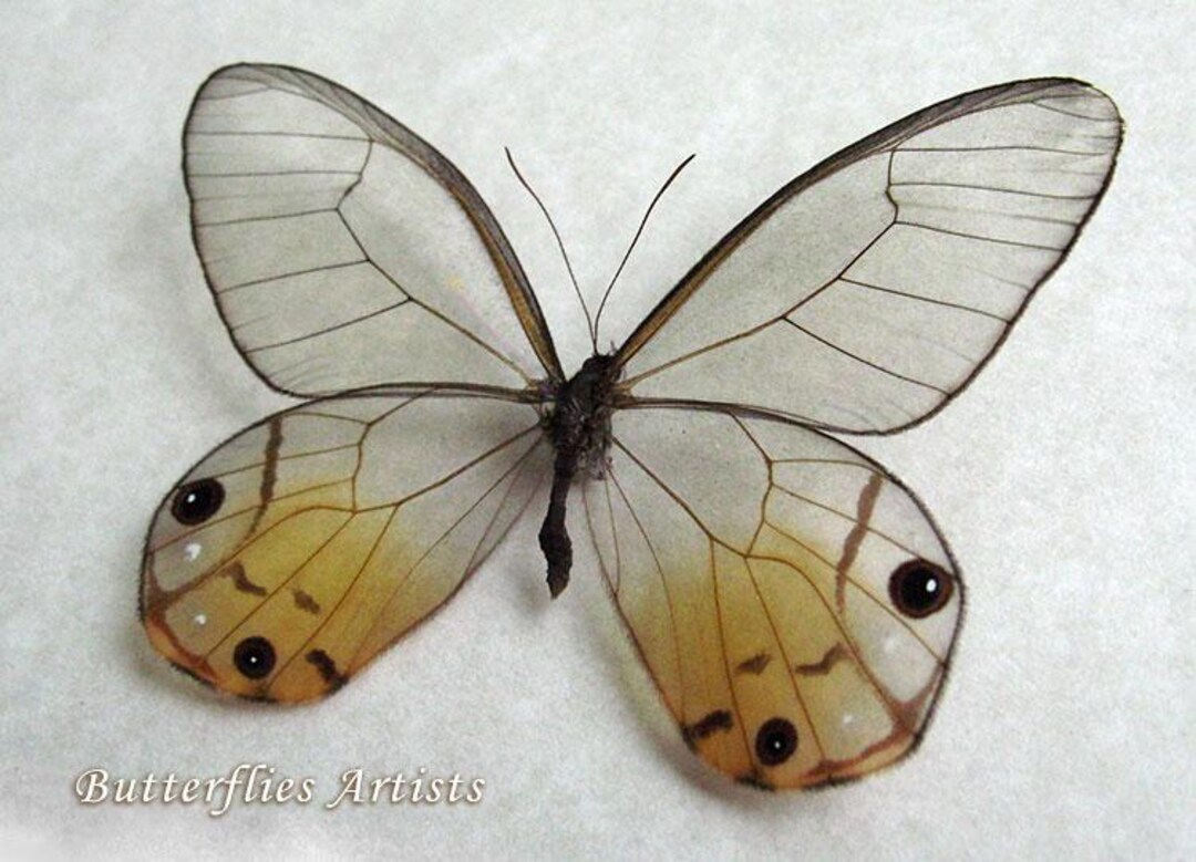 Amber Phantom Haetera Piera Real Glasswing Butterfly Framed Entomology ...